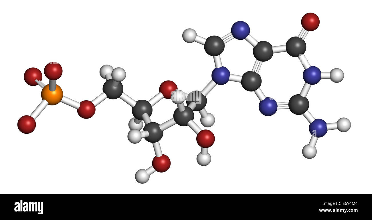 Guanosine monophosphate (GMP, guanylic acid) RNA building block ...