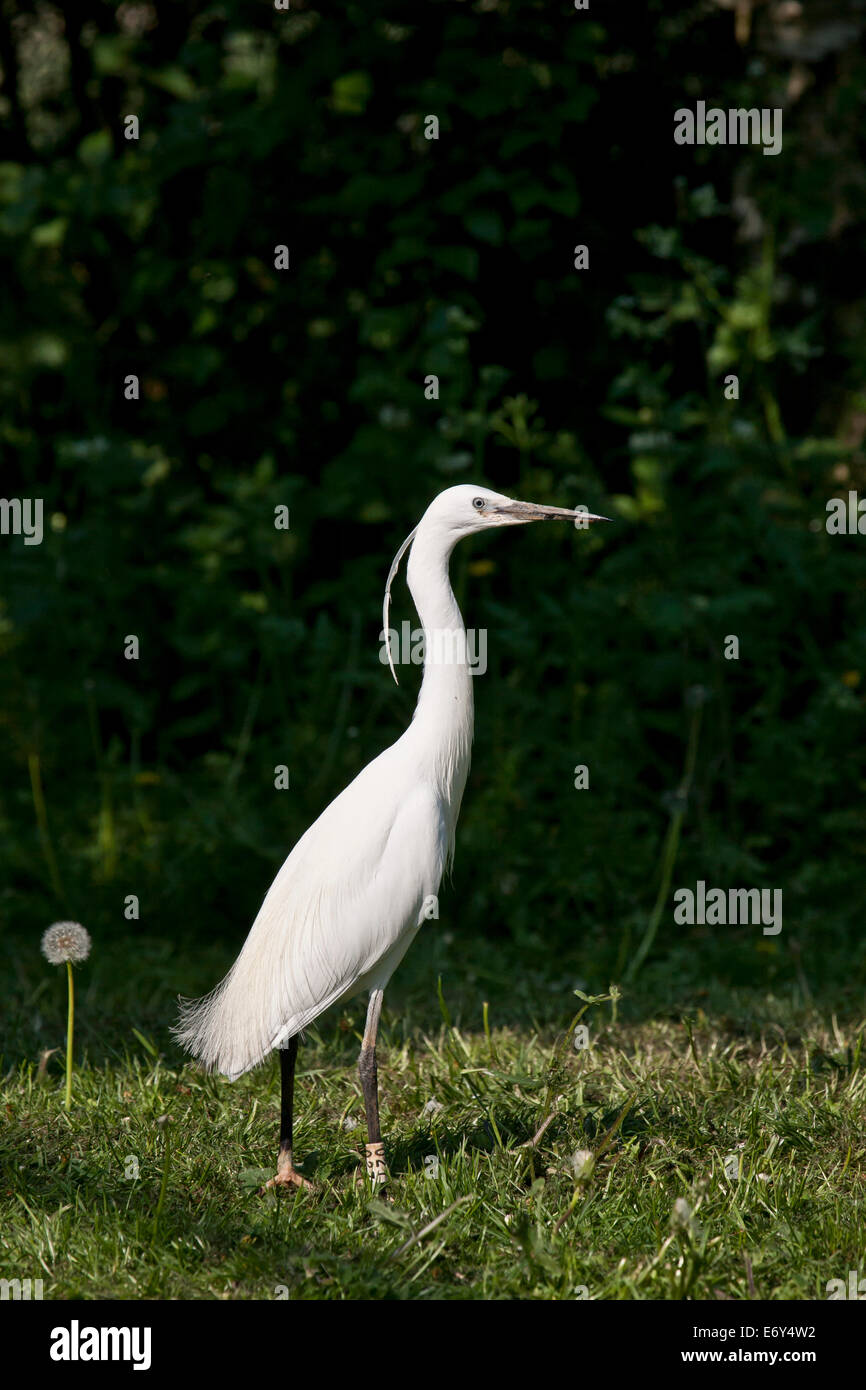 Egret standing, facing right Stock Photo - Alamy