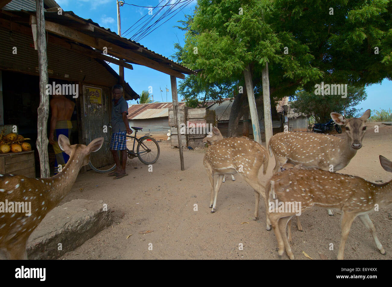Free roaming spotted deer in front of a small shop in Trincomalee, east ...