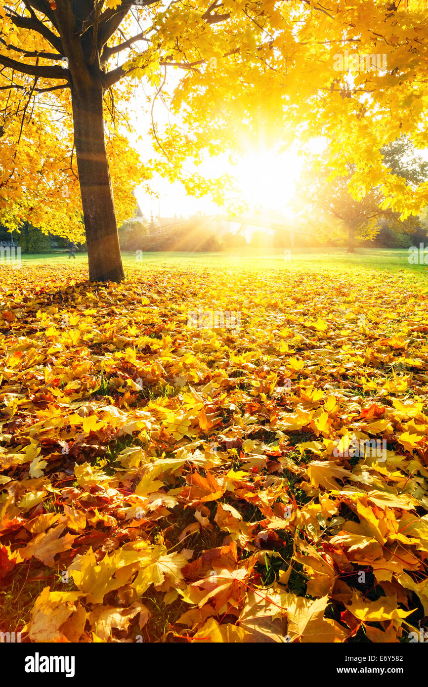 Sunny autumn foliage Stock Photo - Alamy