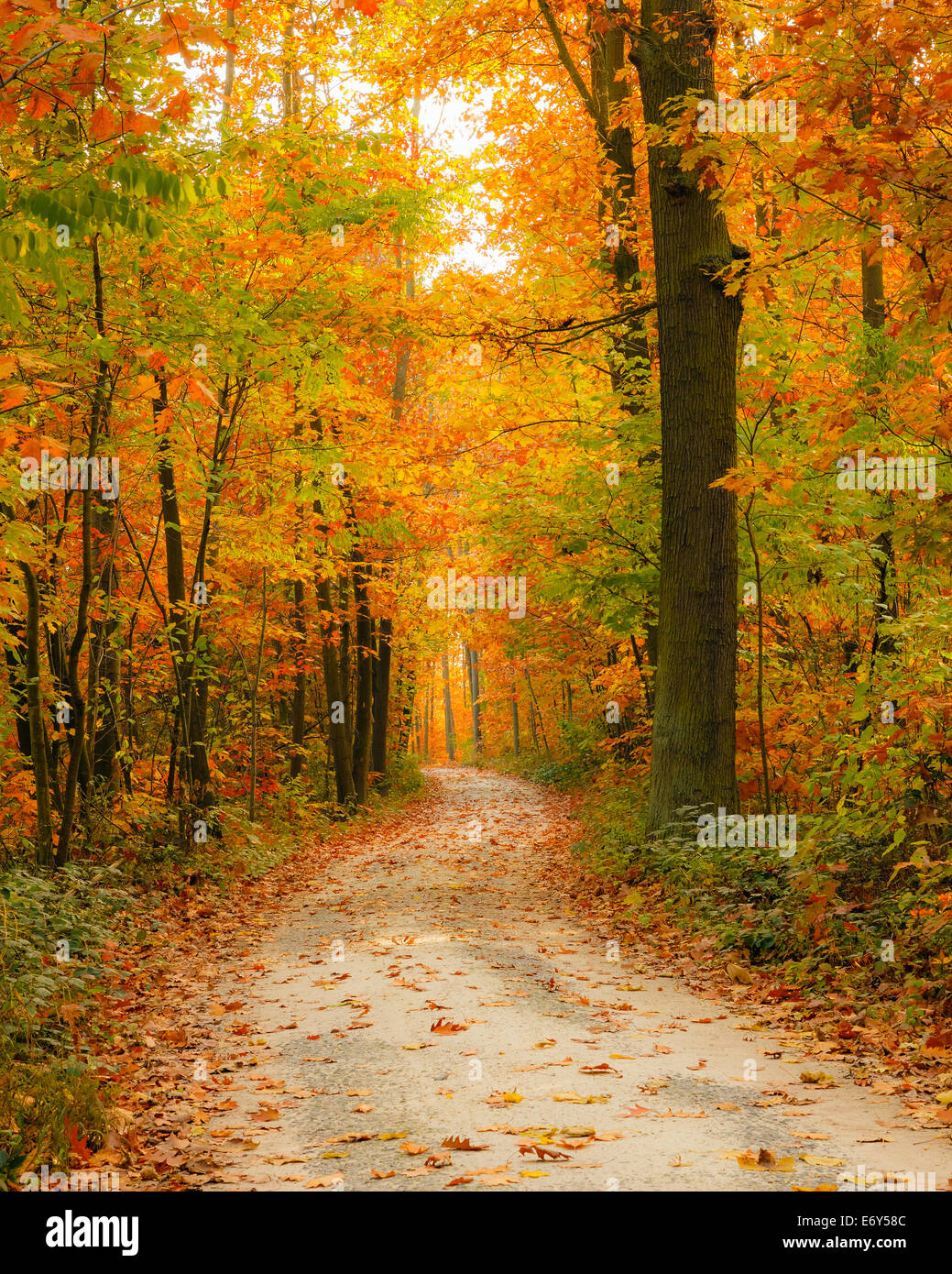 Pathway in the autumn forest Stock Photo - Alamy