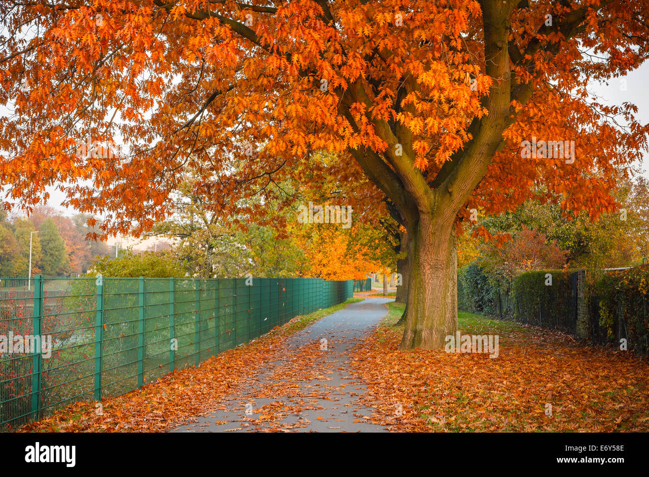 Red autumn oak tree Stock Photo - Alamy
