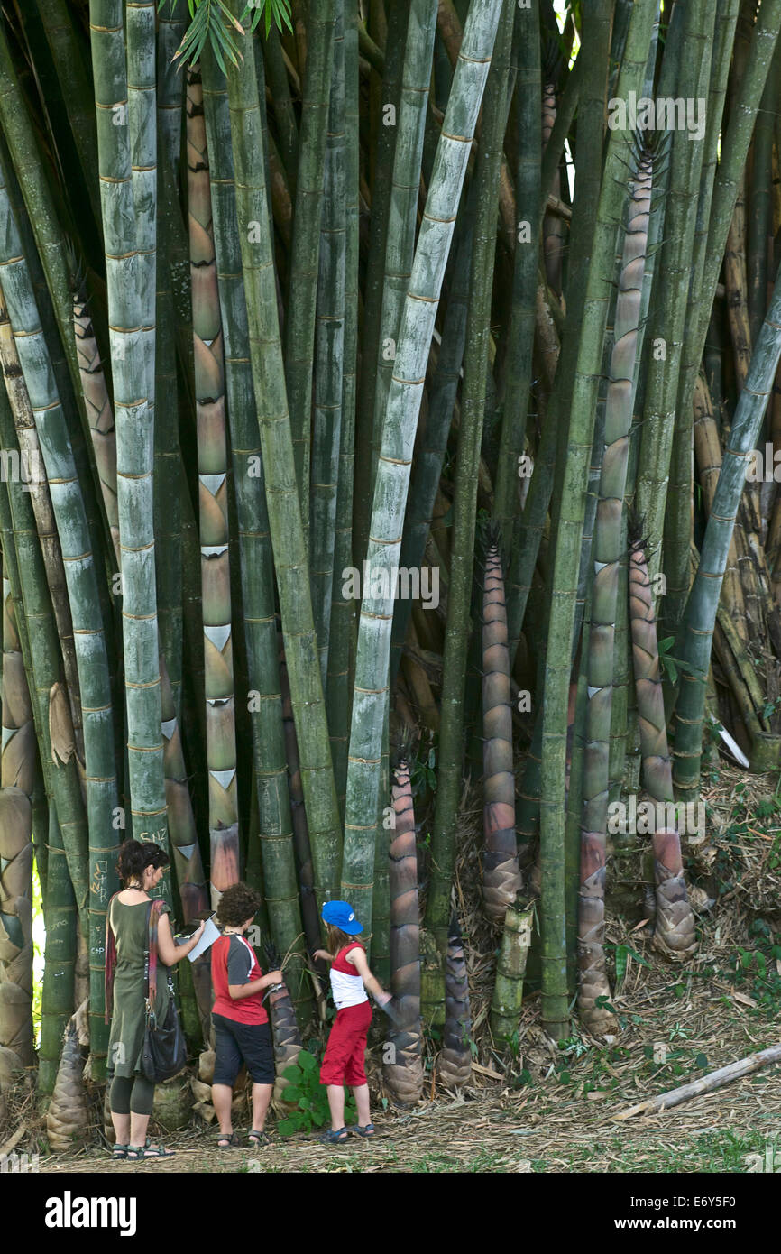 Peradeniya botanical garden hi-res stock photography and images - Alamy