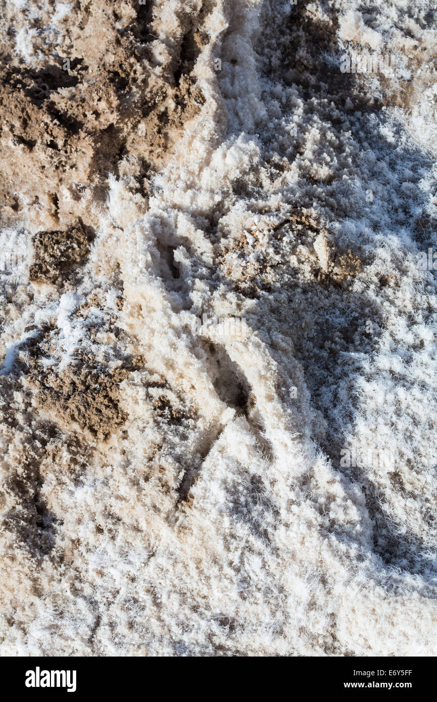 Salt Crystal formations on the floor of Death Valley National Park ...