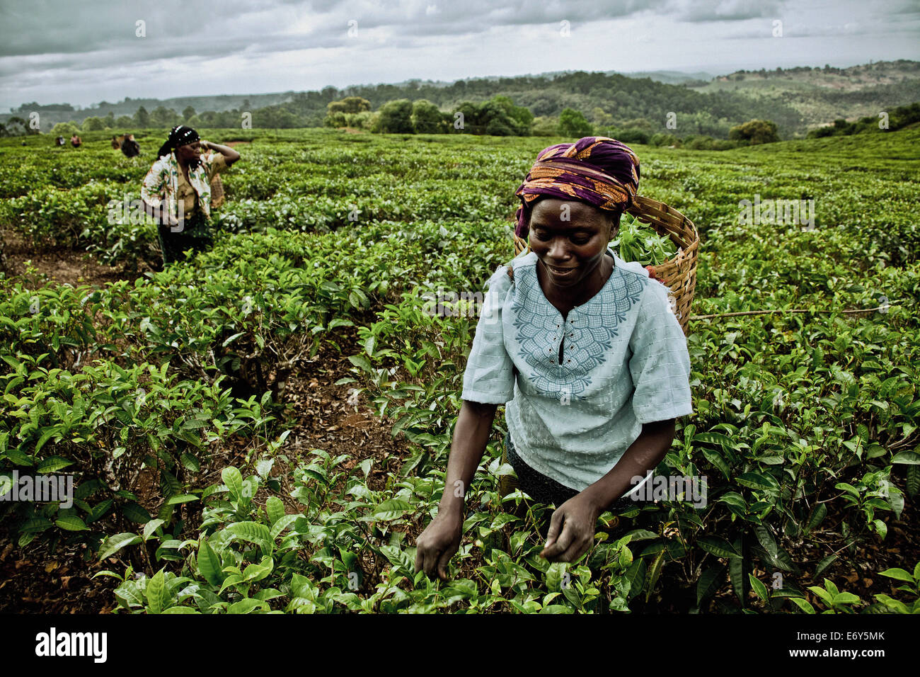 Women picking tea-leaves, Mount Mulanje region, Malawi, Africa Stock ...