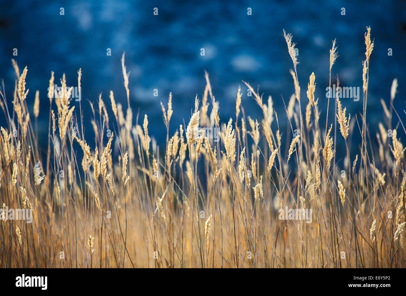 Wild wheat waves in the early evening light on the road to Death Valley ...