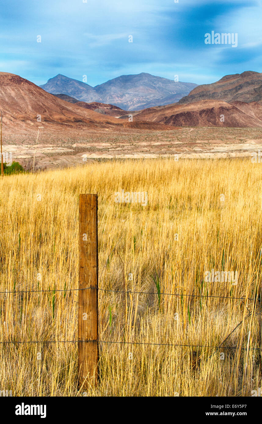 Wild wheat waves in the early evening light on the road to Death Valley ...