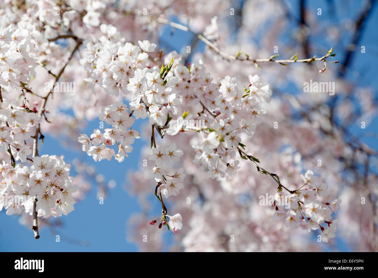 Washington flowering tree hi-res stock photography and images - Alamy