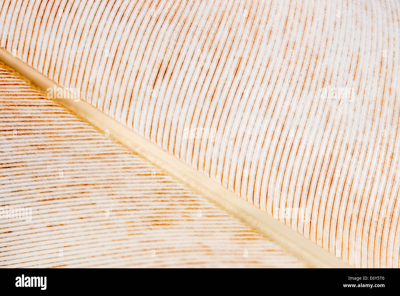 Bird feather close-up color, texture Stock Photo - Alamy