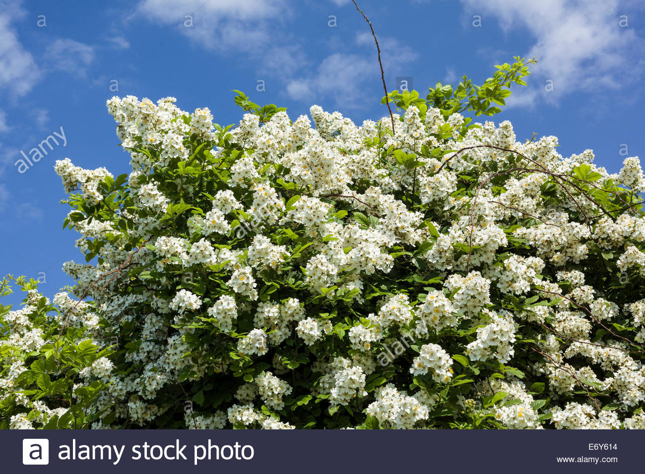 Rosa Multiflora Flower Stock Photos & Rosa Multiflora Flower Stock ...