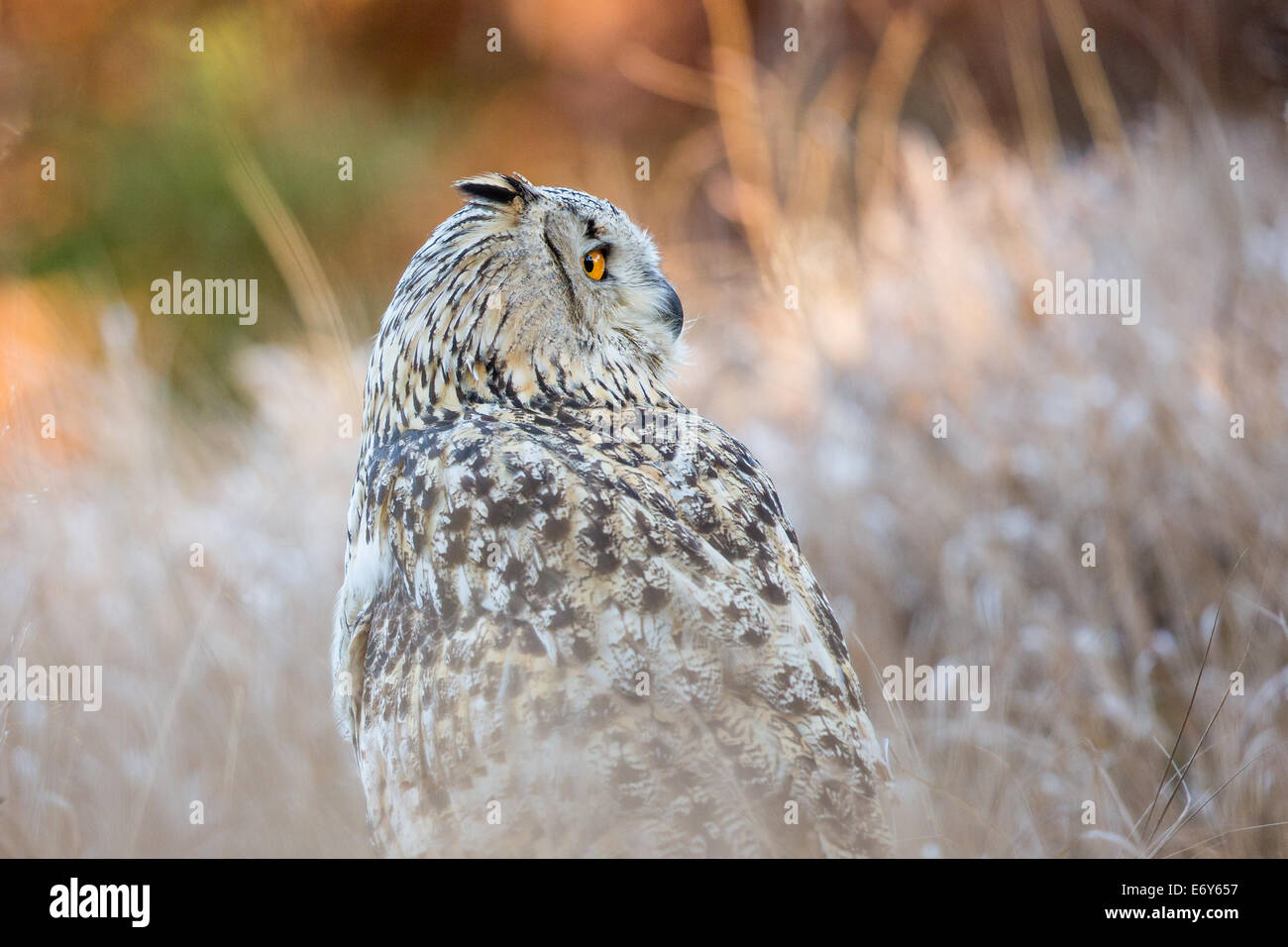 Least concern species hi-res stock photography and images - Alamy