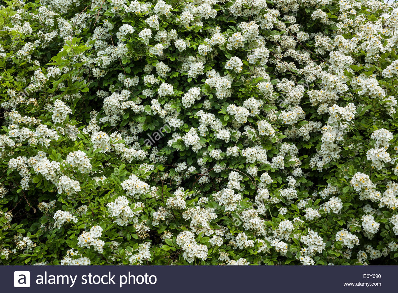 Rosa Multiflora Flower Stock Photos & Rosa Multiflora Flower Stock ...