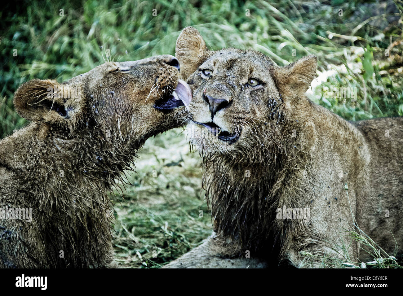 Two young lions licking and grooming each other on Duba Island ...