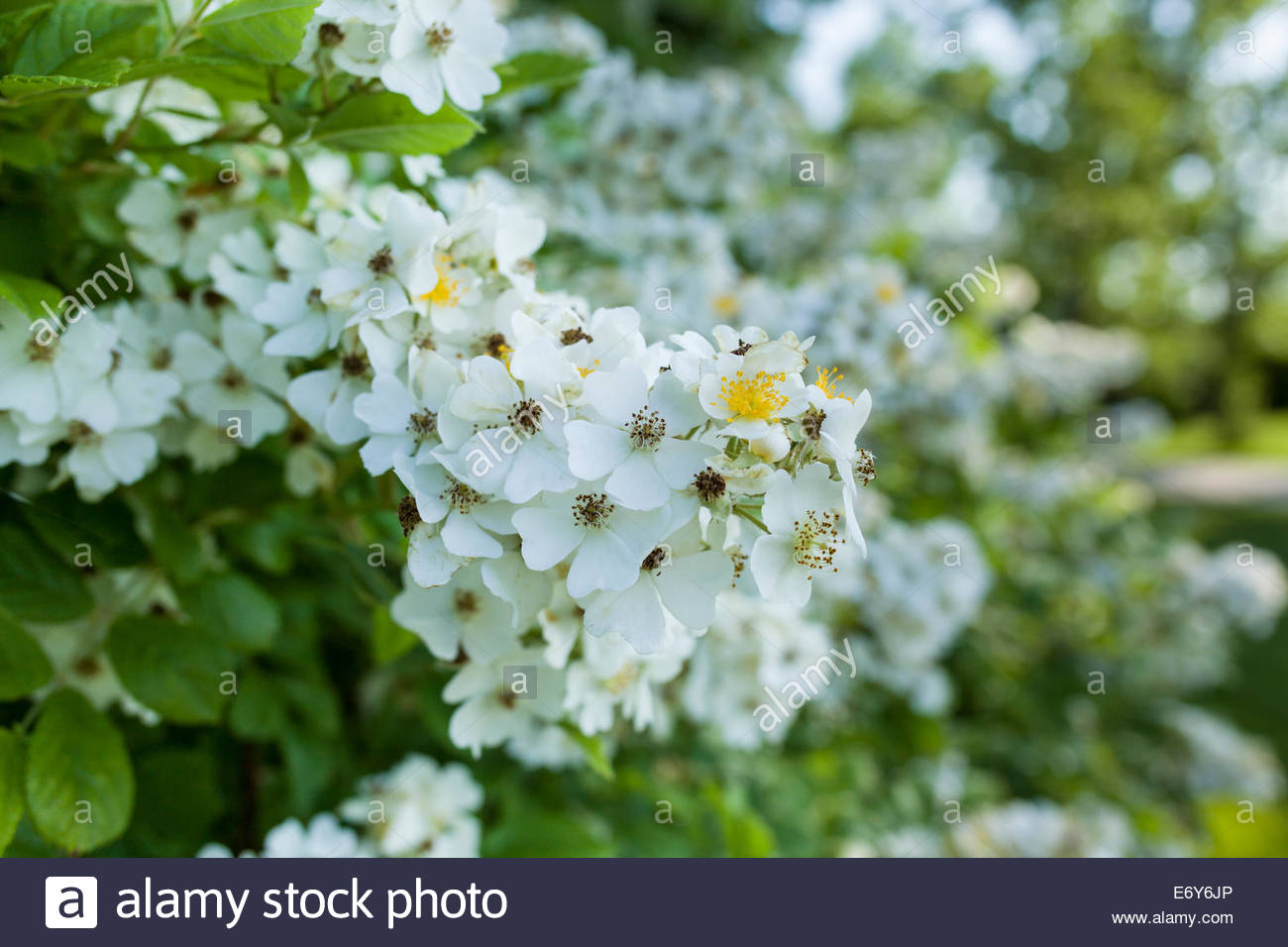 Rosa Multiflora Flower Stock Photos & Rosa Multiflora Flower Stock ...