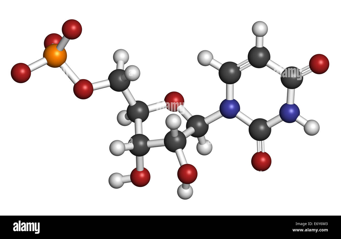 Uridine monophosphate (UMP, uridylic acid) nucleotide molecule ...