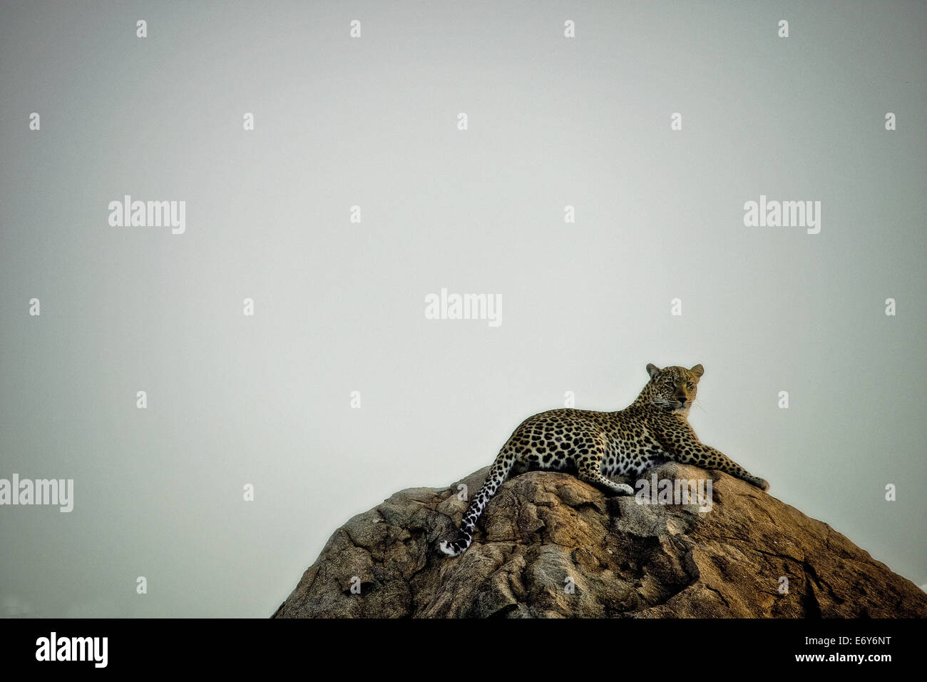 Leopard lying on a rock, Sabi Sands Game Reserve, South Africa, Africa ...