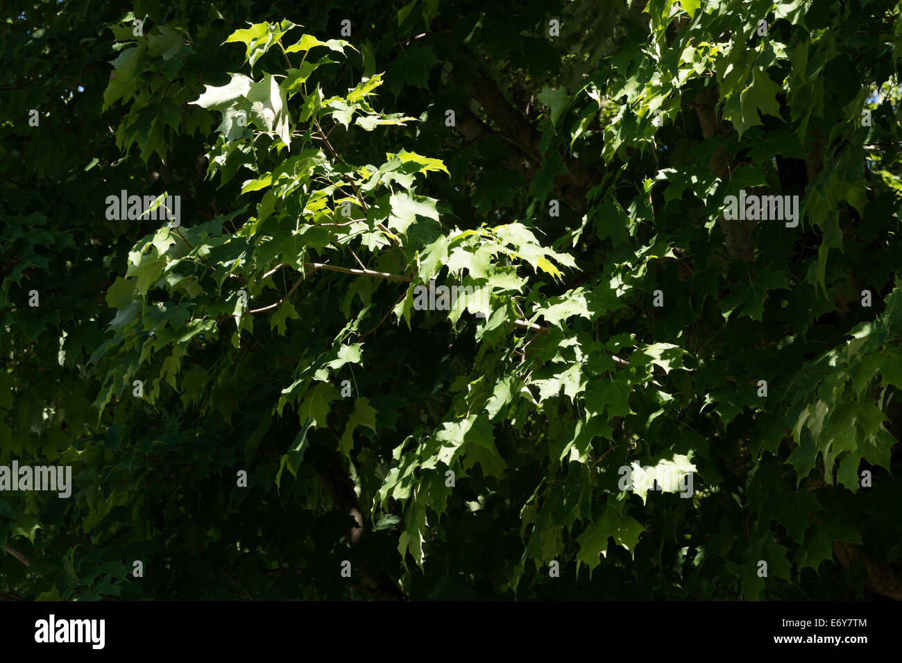 Summer maple hi-res stock photography and images - Alamy