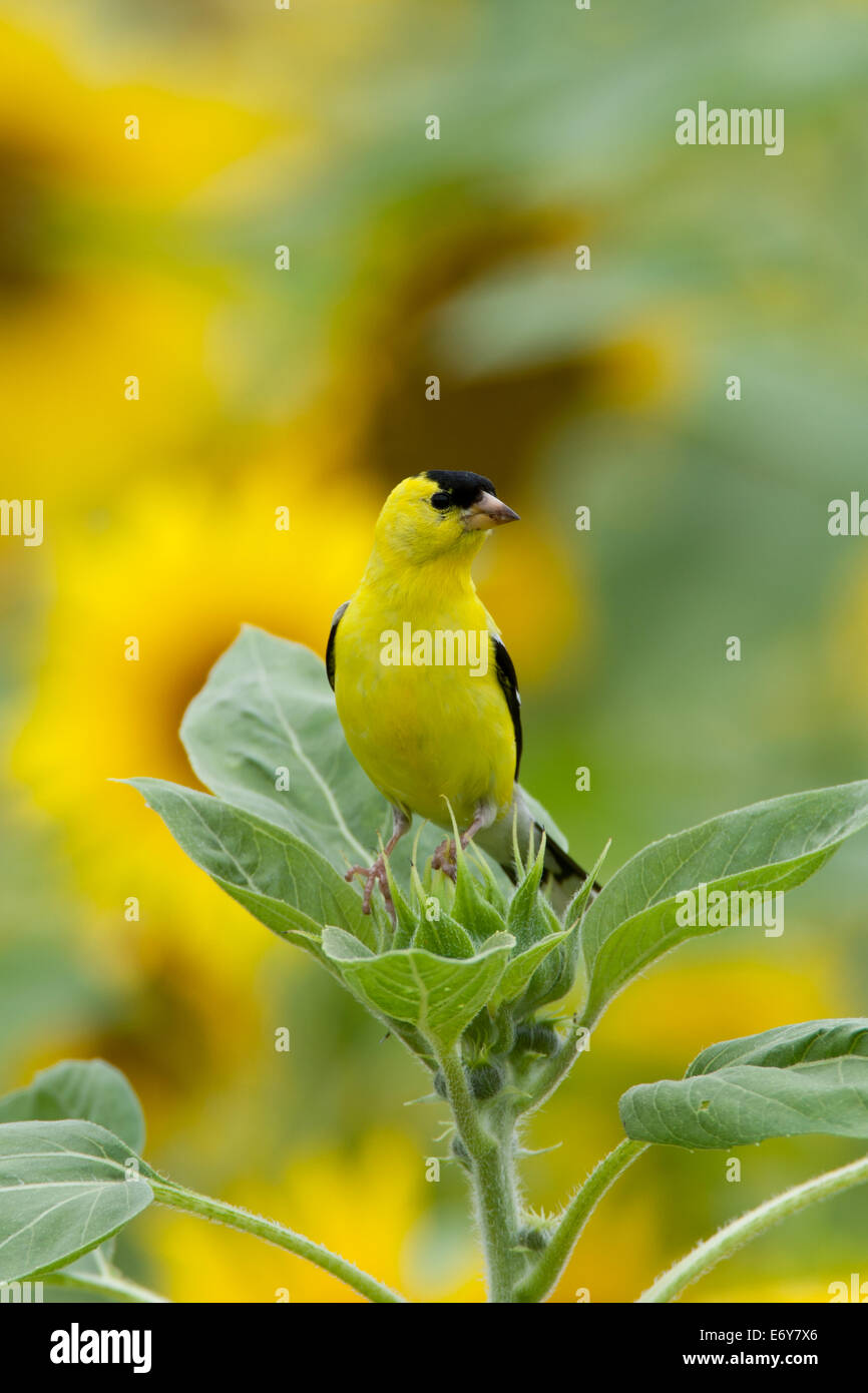 American Goldfinch goldfinches finch perching in Sunflowers bird ...