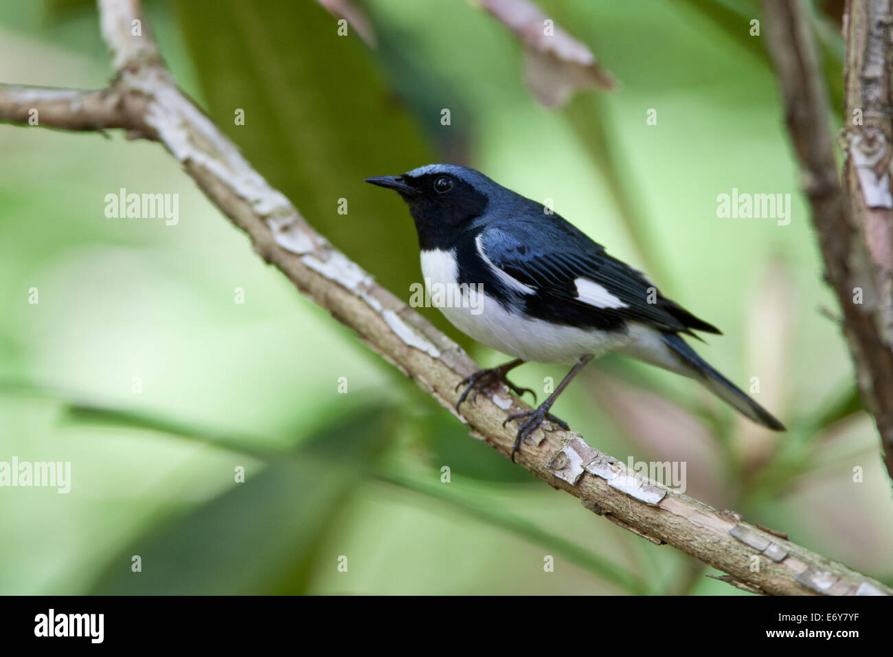 Black throated blue warbler in Rhododendron Tree perching bird songbird ...