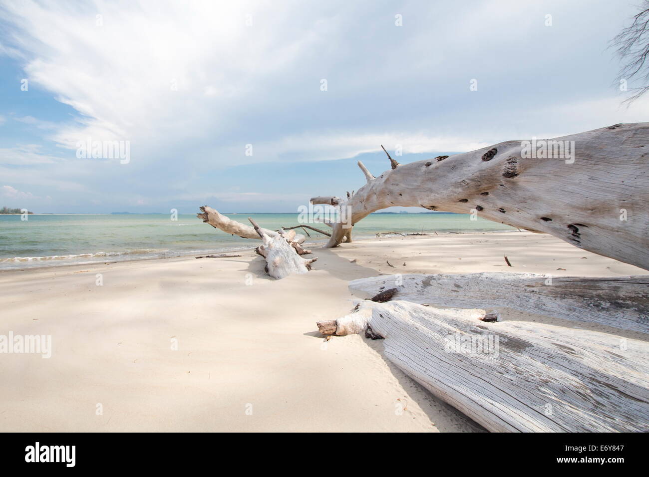 Dead trees on the beach Stock Photo - Alamy