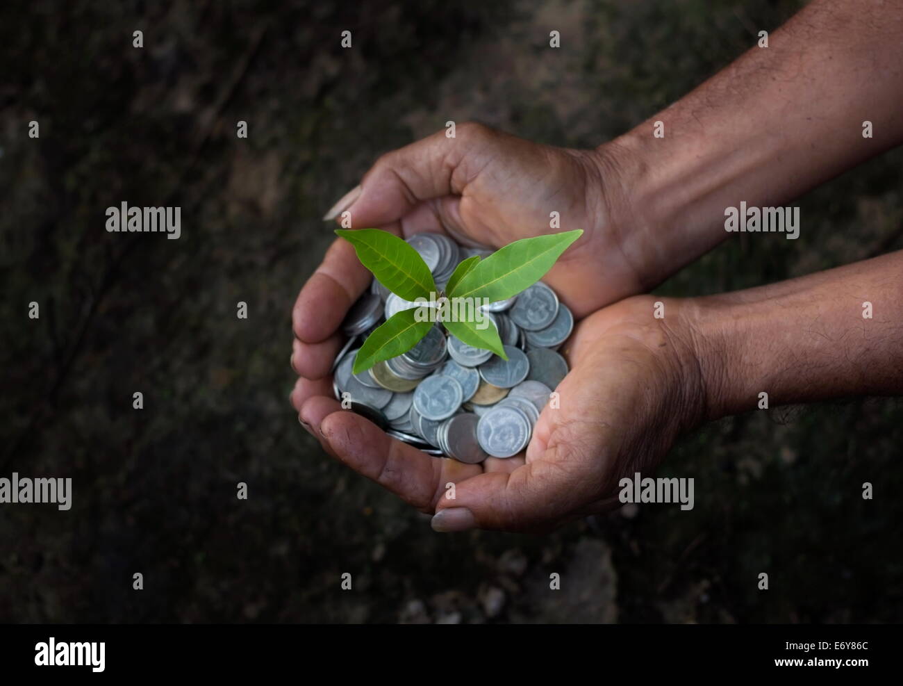 Trees grow on the coins in hand Stock Photo - Alamy