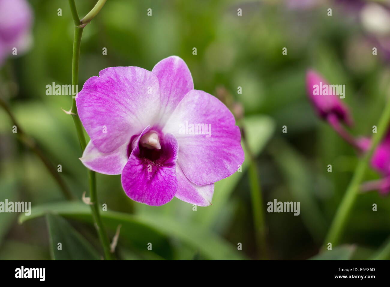 Beautiful orchids hi-res stock photography and images - Alamy