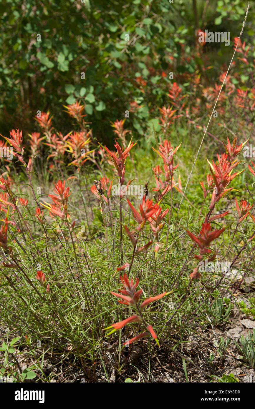 Clump of scarlet Indian paintbrush Stock Photo - Alamy