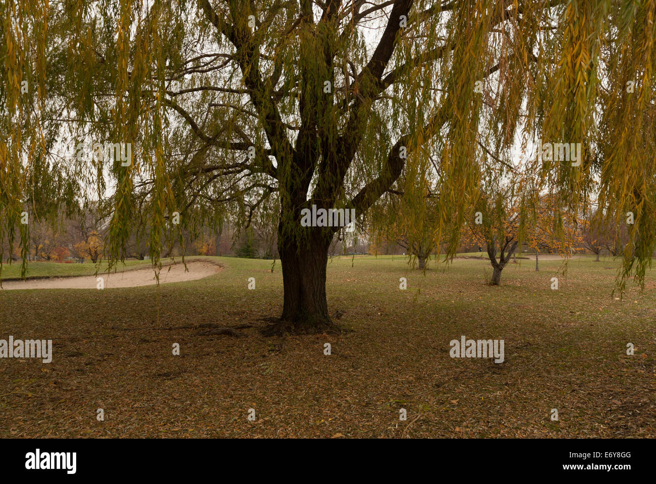 Willow Tree, Lake front, Chicago, Illinois Stock Photo - Alamy