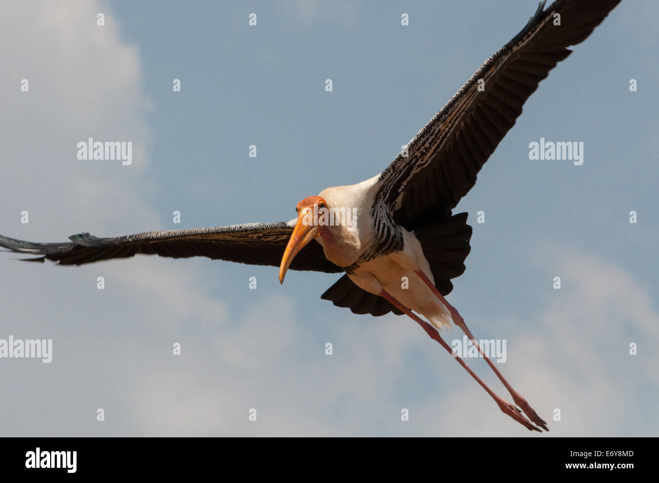Painted Stork ( Mycteria leucocephala Stock Photo - Alamy