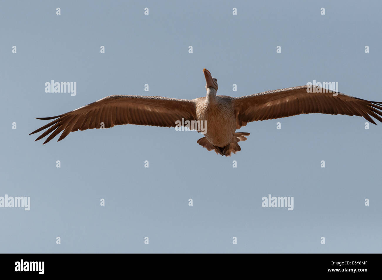 Spot-billed pelican or Grey pelican (Pelecanus philippensis Stock Photo ...