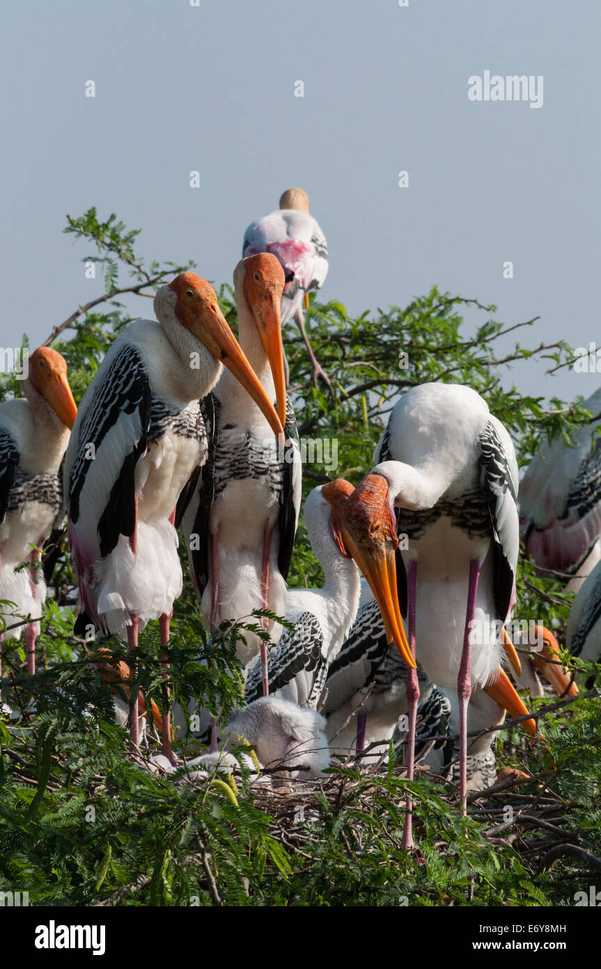 Colony of Painted Stork ( Mycteria leucocephala Stock Photo - Alamy