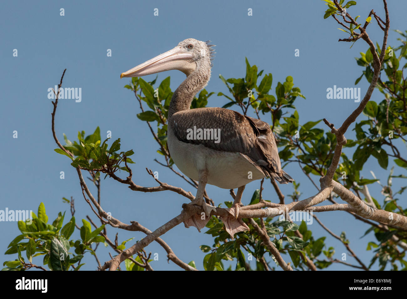 Spot-billed pelican or Grey pelican (Pelecanus philippensis Stock Photo ...
