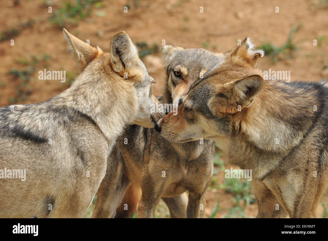 Indian wolf found in south indian forests hi-res stock photography and ...