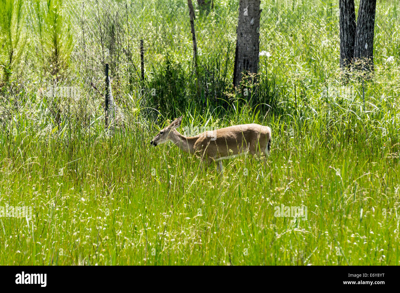 Seminole florida whitetail deer hi-res stock photography and images - Alamy