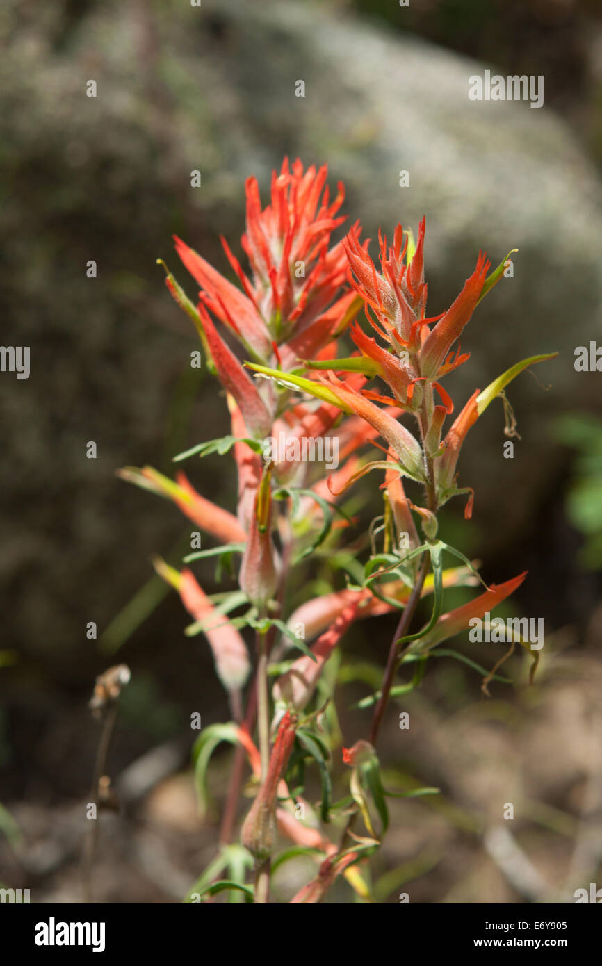 Red indian hi-res stock photography and images - Alamy