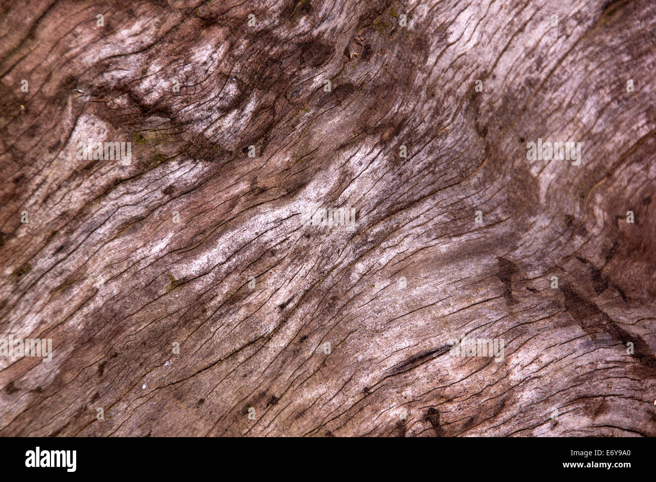 grain and texture on debarked tamboti log Stock Photo - Alamy