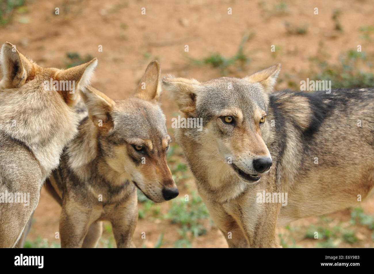 Indian wolf ( Canis lupus pallipes Stock Photo - Alamy