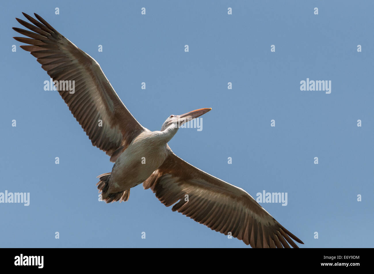 Spot-billed pelican or Grey pelican (Pelecanus philippensis Stock Photo ...