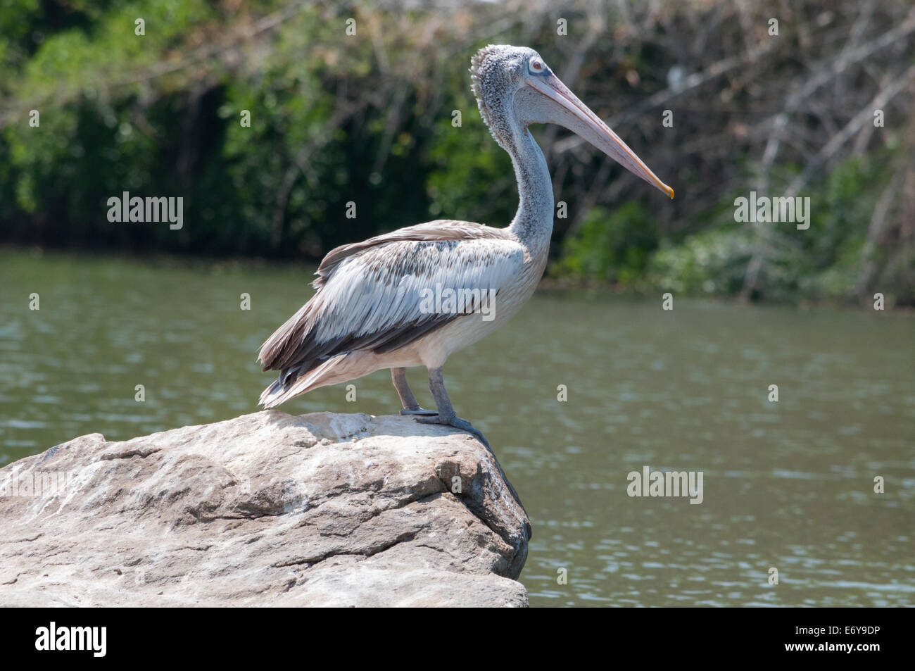 Pelican drinking hi-res stock photography and images - Alamy