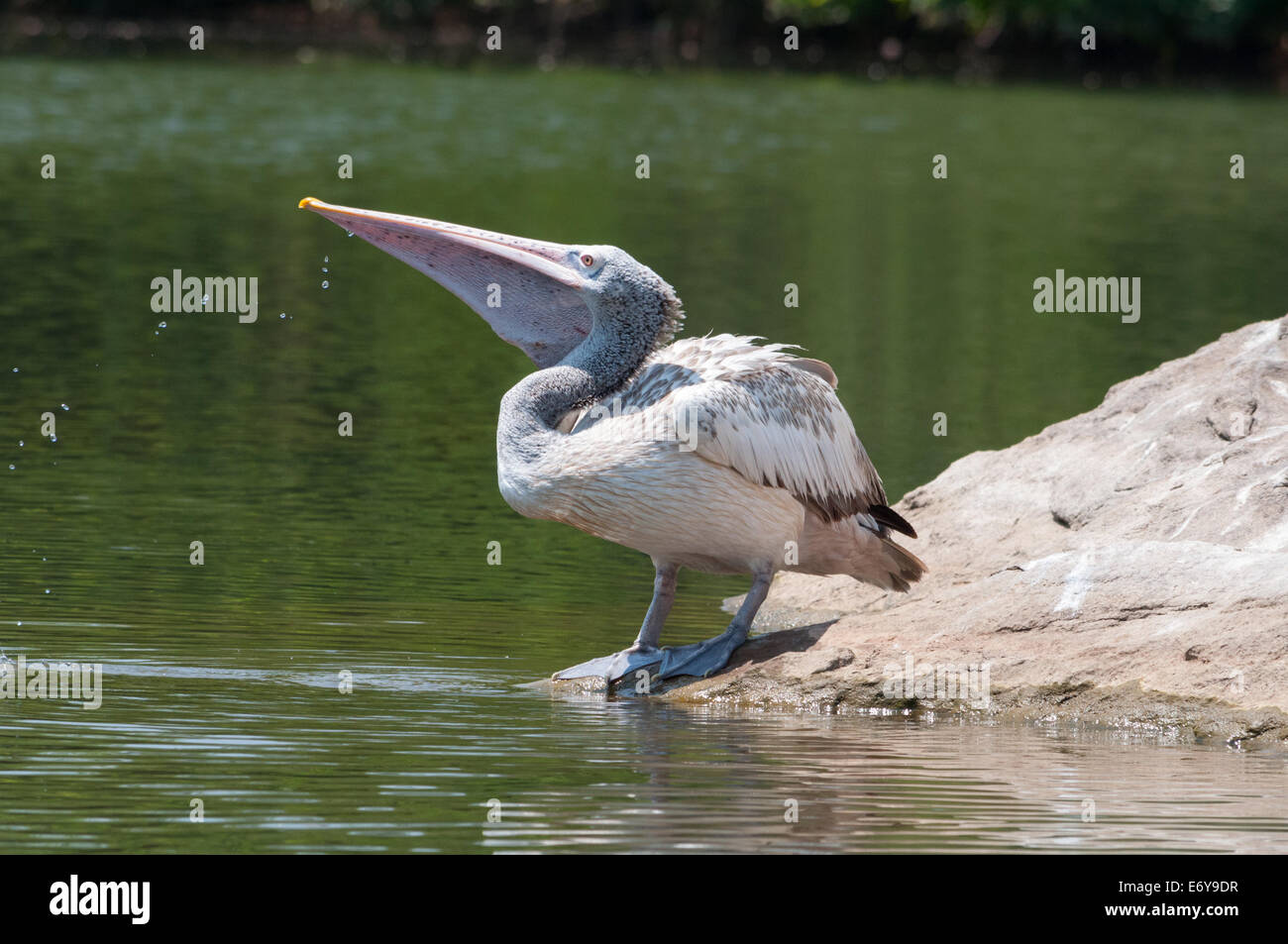 Spot-billed pelican or Grey pelican (Pelecanus philippensis Stock Photo ...