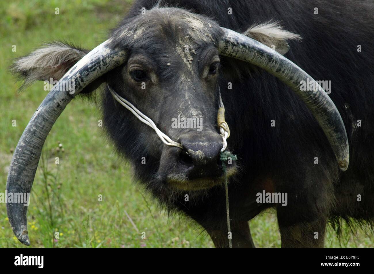 Nov. 3, 2012 - DEXING CHINA: a buffalo with strange horns. © SIPA Asia ...