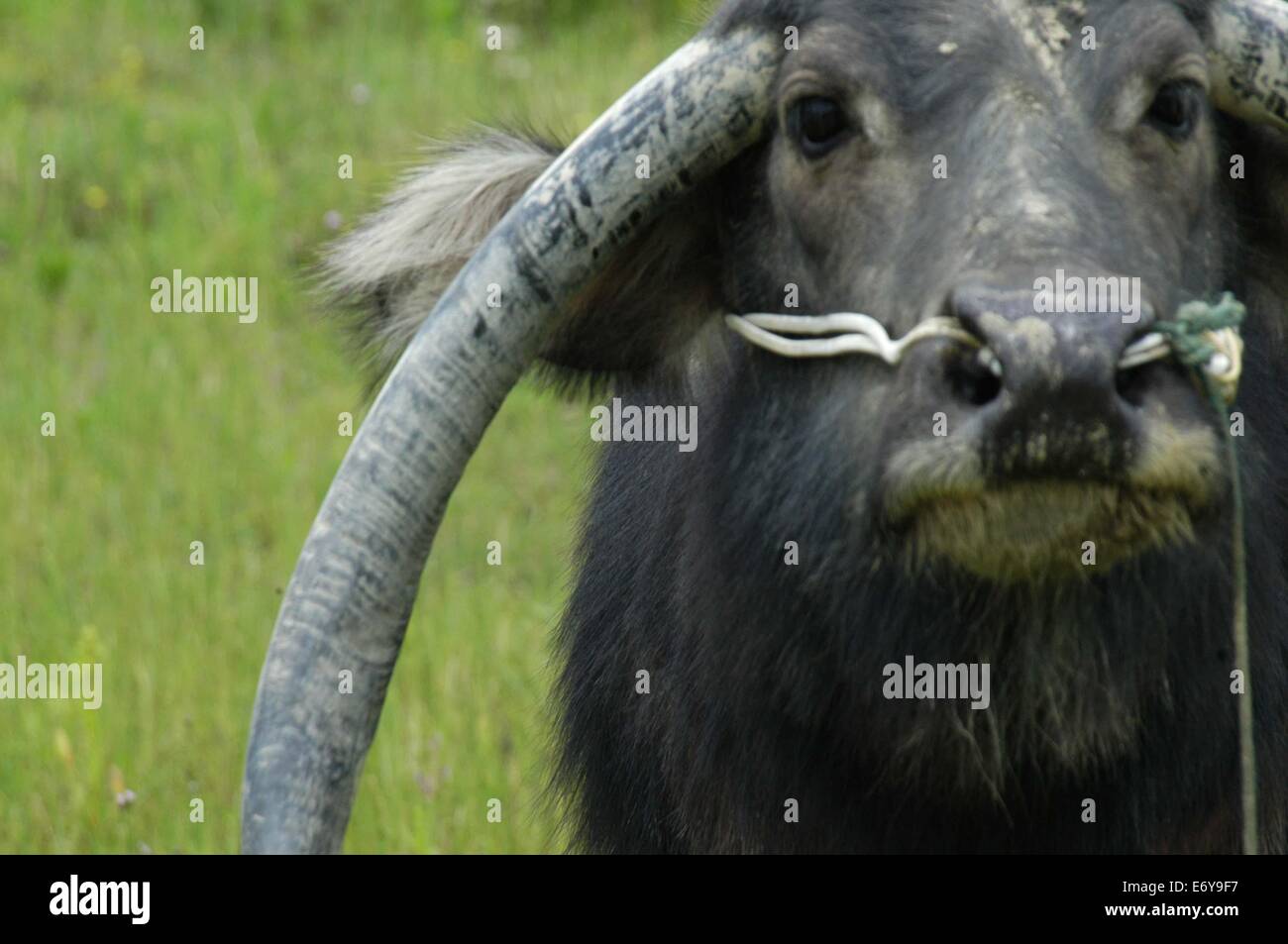Nov. 3, 2012 - DEXING CHINA: a buffalo with strange horns. © SIPA Asia ...