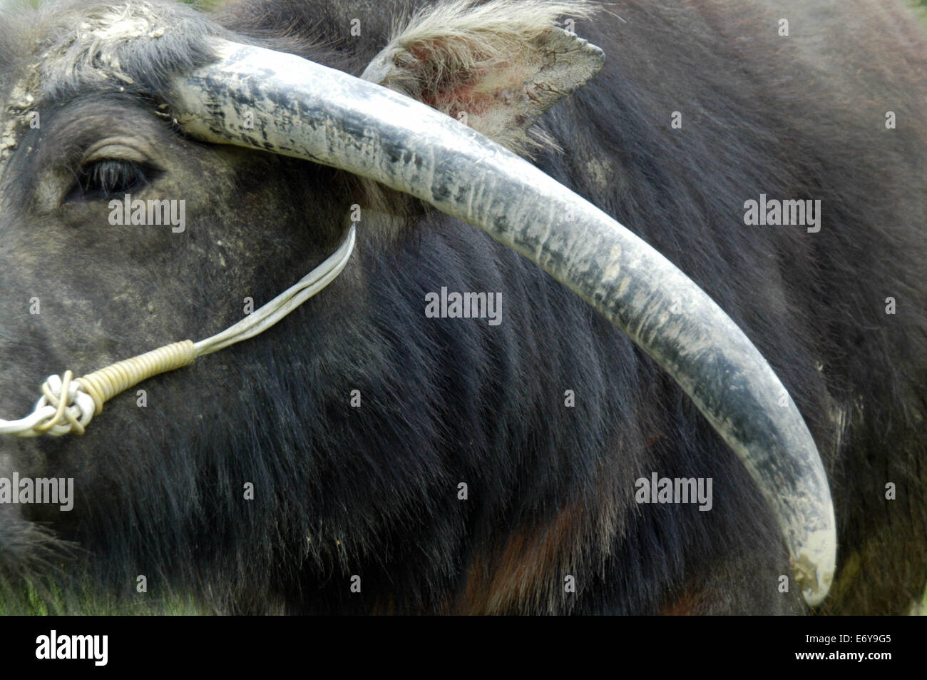 Nov. 3, 2012 - DEXING CHINA: a buffalo with strange horns. © SIPA Asia ...