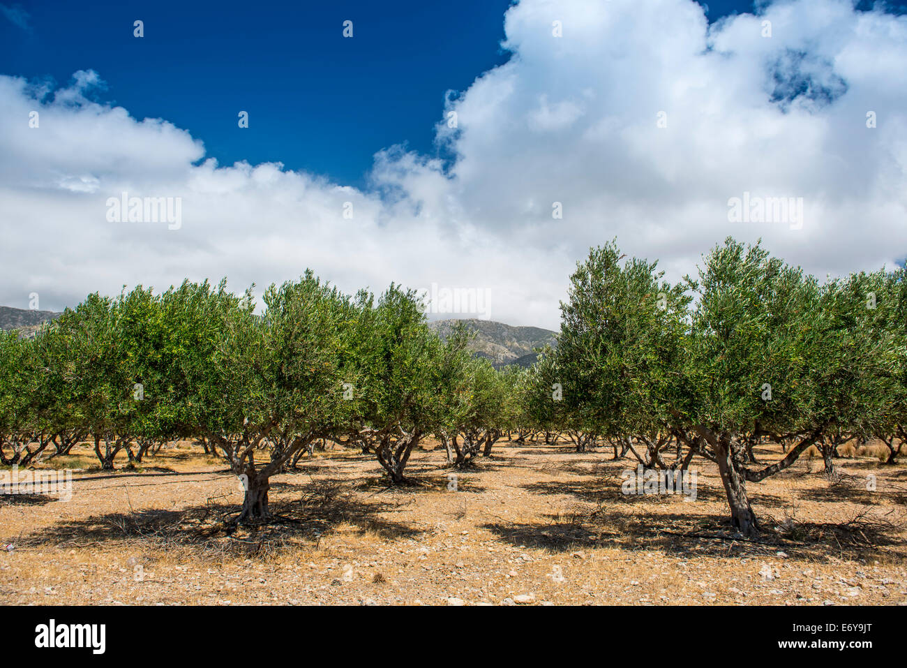 Olive Tree Plantation In Crete, Greece Stock Photo - Alamy