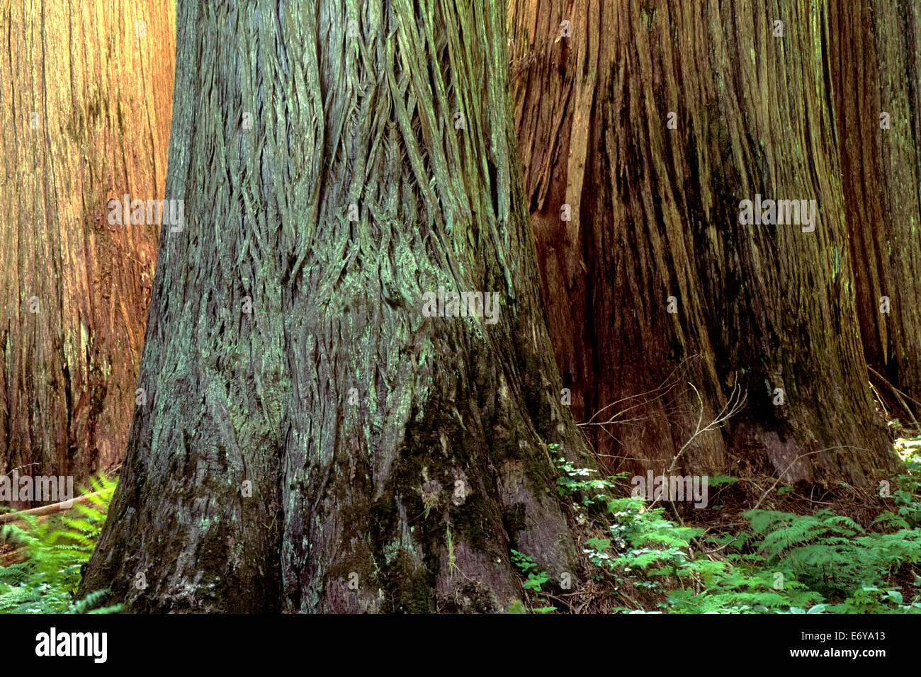 Hobo Cedar Grove in the Panhandle National Forest Idaho Stock Photo - Alamy