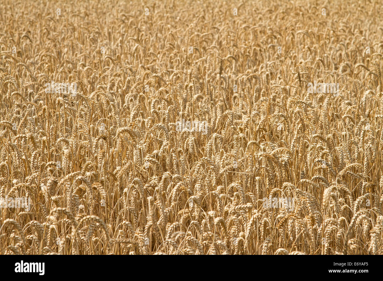 Ripe corn on rural hi-res stock photography and images - Alamy