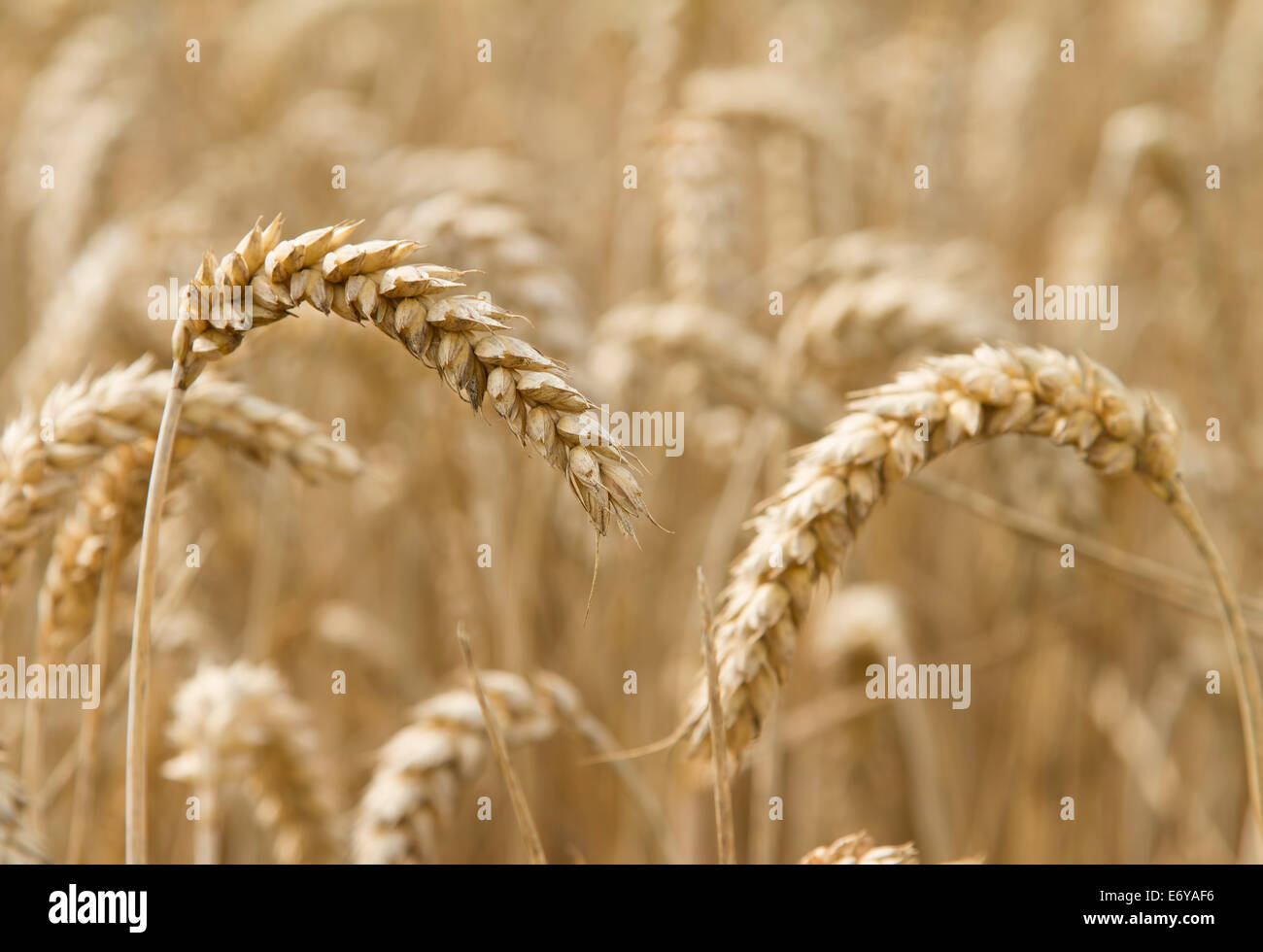 Close up beautiful ears wheat hi-res stock photography and images - Alamy
