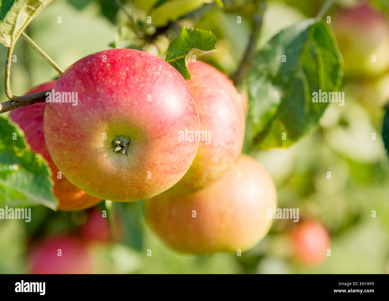Ripe red apples on a tree Stock Photo - Alamy