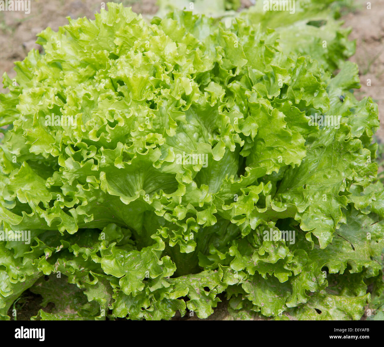 Green lettuce growing in a garden Stock Photo - Alamy