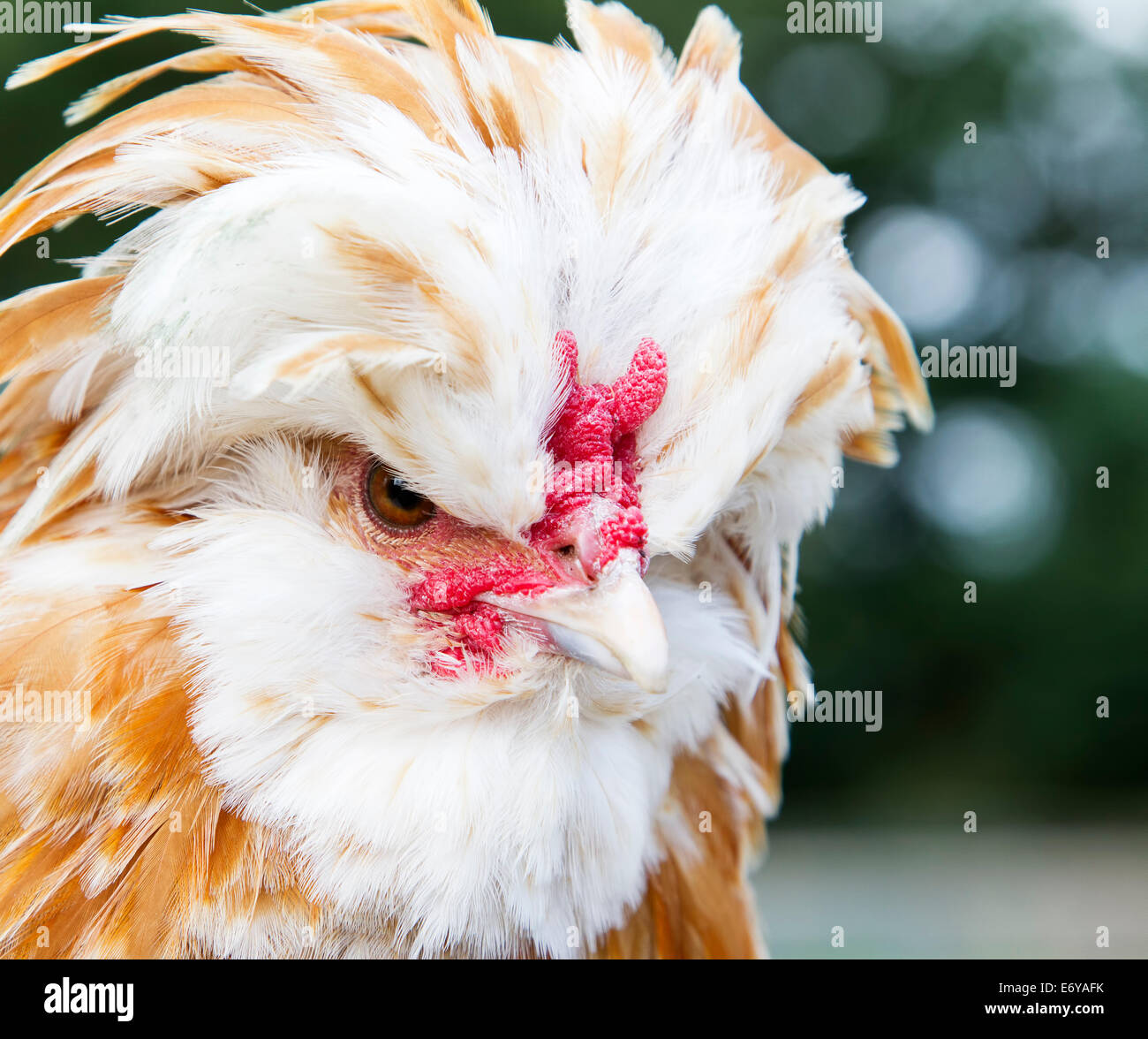 Buff Laced Polish Chicken